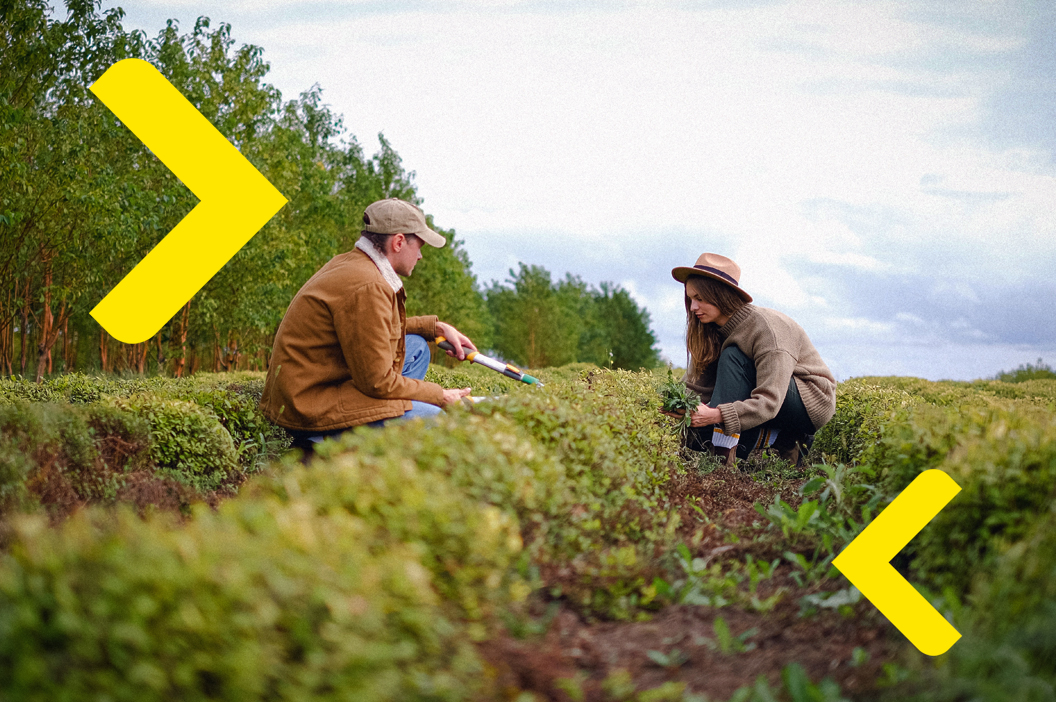 Agro and Standard Window